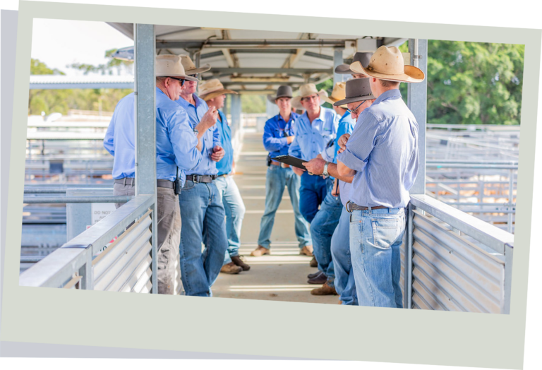 Cattle Championship Judging - supporting Australian Beef industry ...