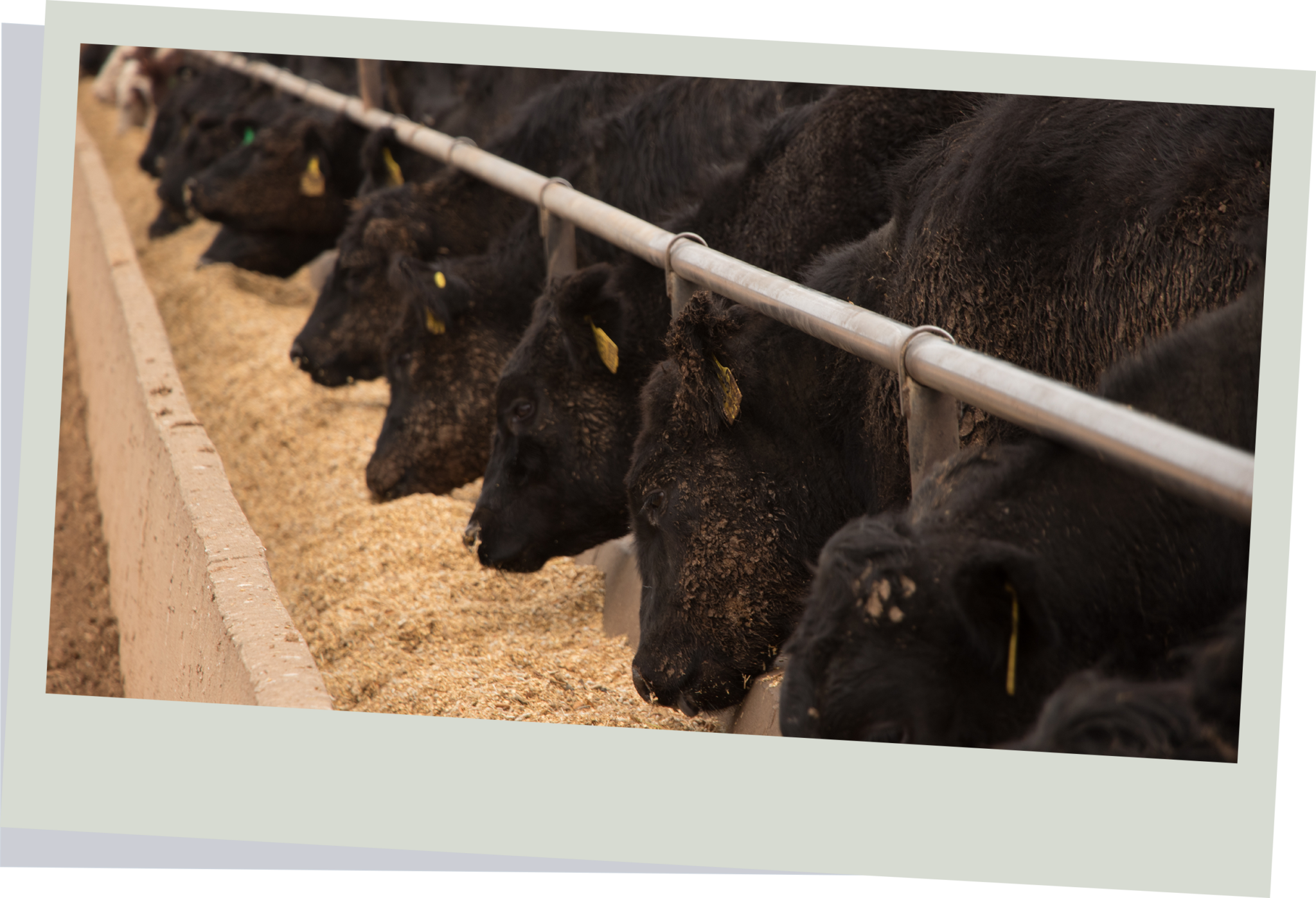 Celebrating Angus Cattle with the World - Teys Australia