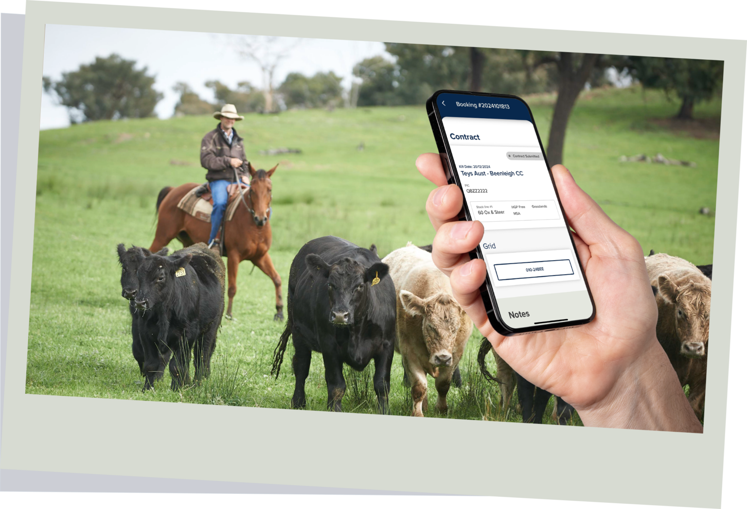 Teys Cattle Connect® launches - Teys Australia