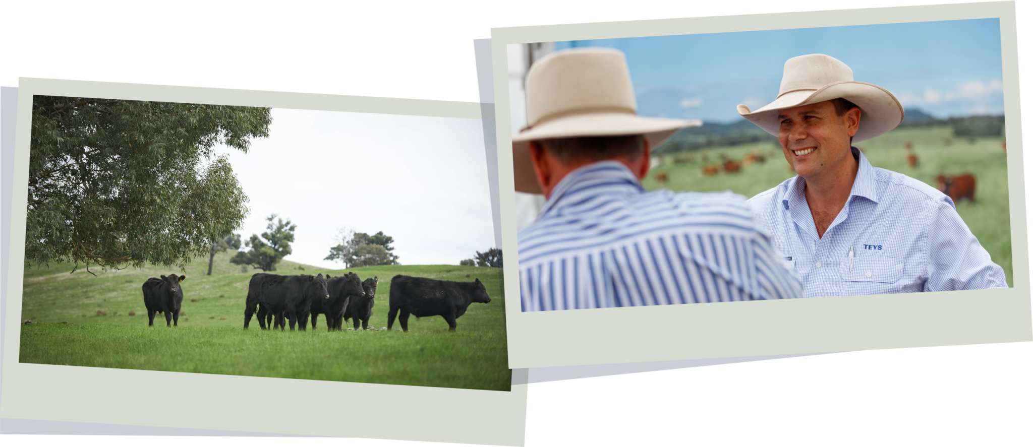 Teys grass‑fed beef, shaped by land, people and purpose - Teys Australia